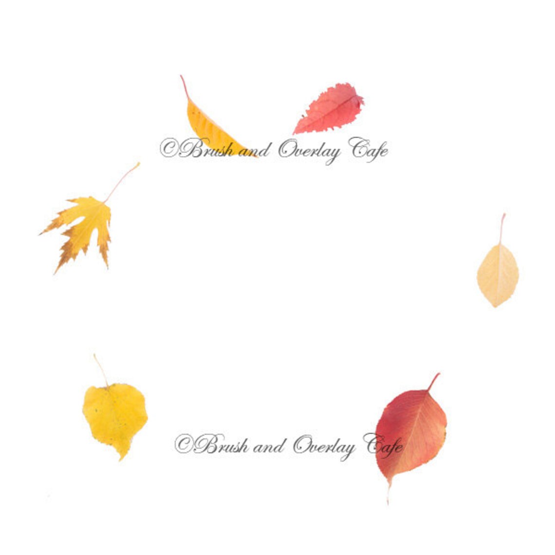 16 Fall Leaf Overlays for Photoshop and Photoshop Elements/transparent ...