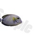PNG Goldfish, Saltwater Fish, and Fresh Water Fish Overlays for ...
