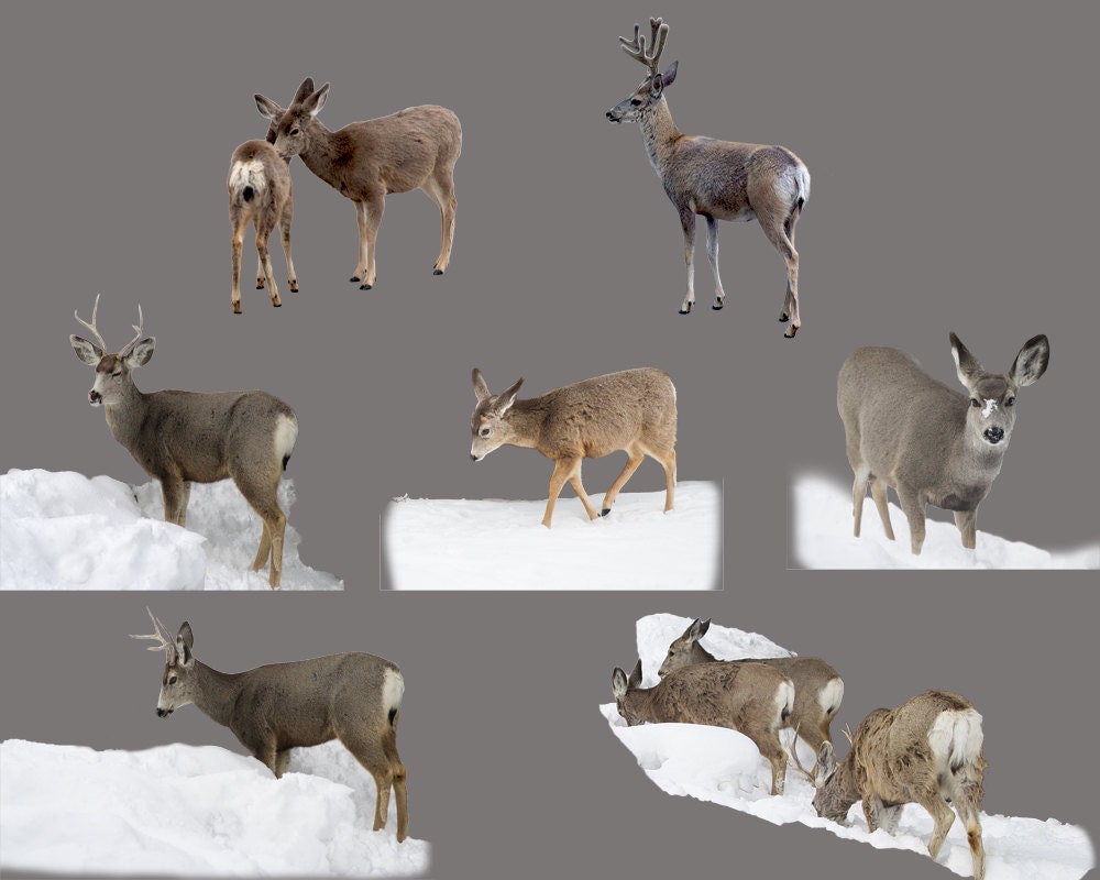7 Real Deer High Res Transparent PNG Photoshop | Etsy