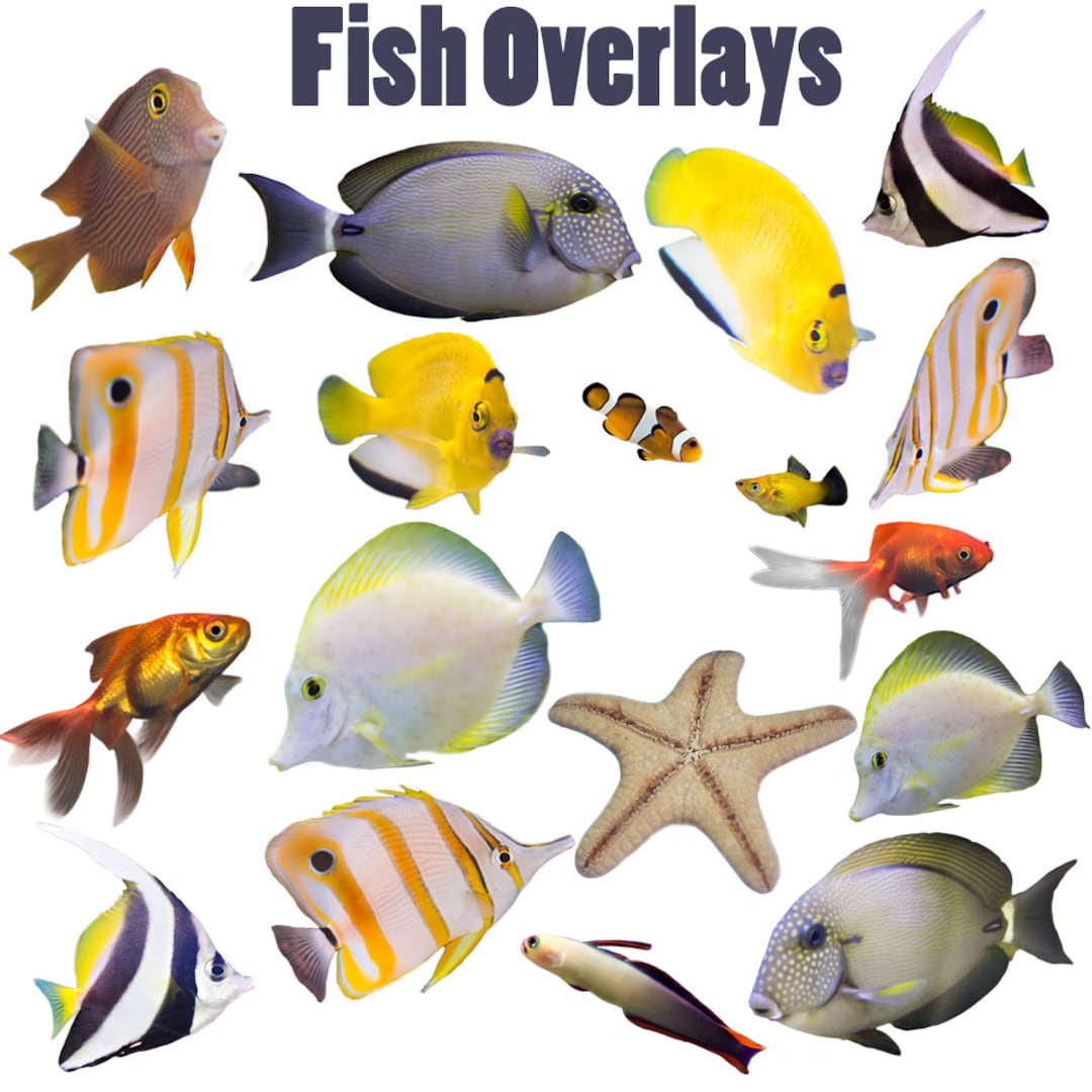 PNG Goldfish, Saltwater Fish, and Fresh Water Fish Overlays for ...