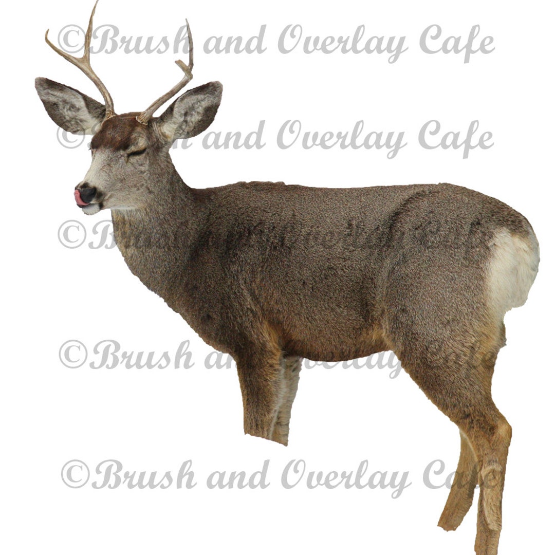 Four Real Deer and Antelope Overlays for Photoshop, Photoshop Elements ...