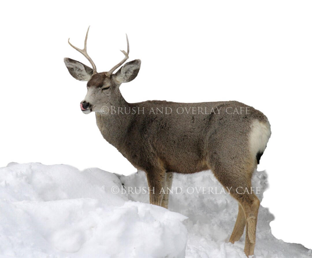 7 Real Deer High Res Transparent PNG Photoshop Overlays...buck, Doe ...
