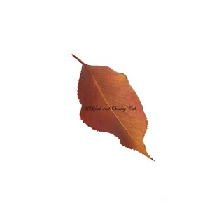 16 Fall Leaf Overlays for Photoshop and Photoshop Elements/transparent ...