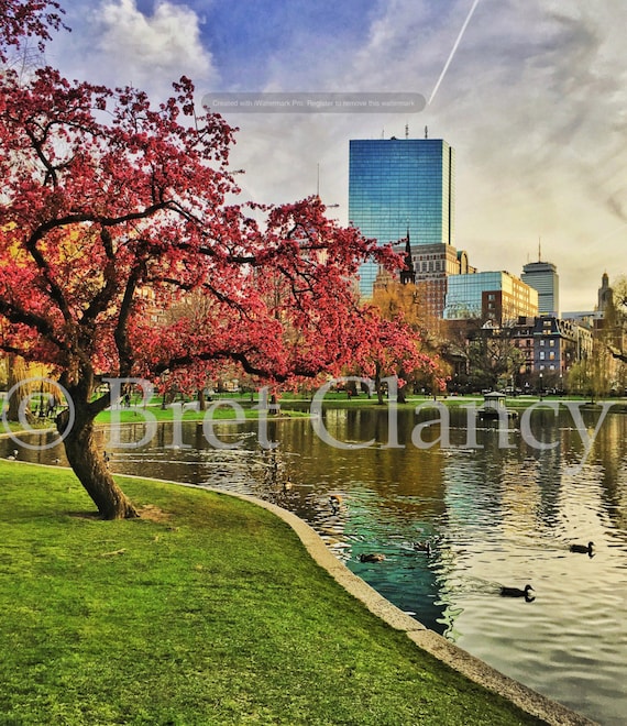 Spring blooming with Back Bay reflections in the Boston Public | Etsy