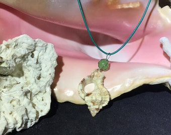 Apple Murex Shell - Etsy