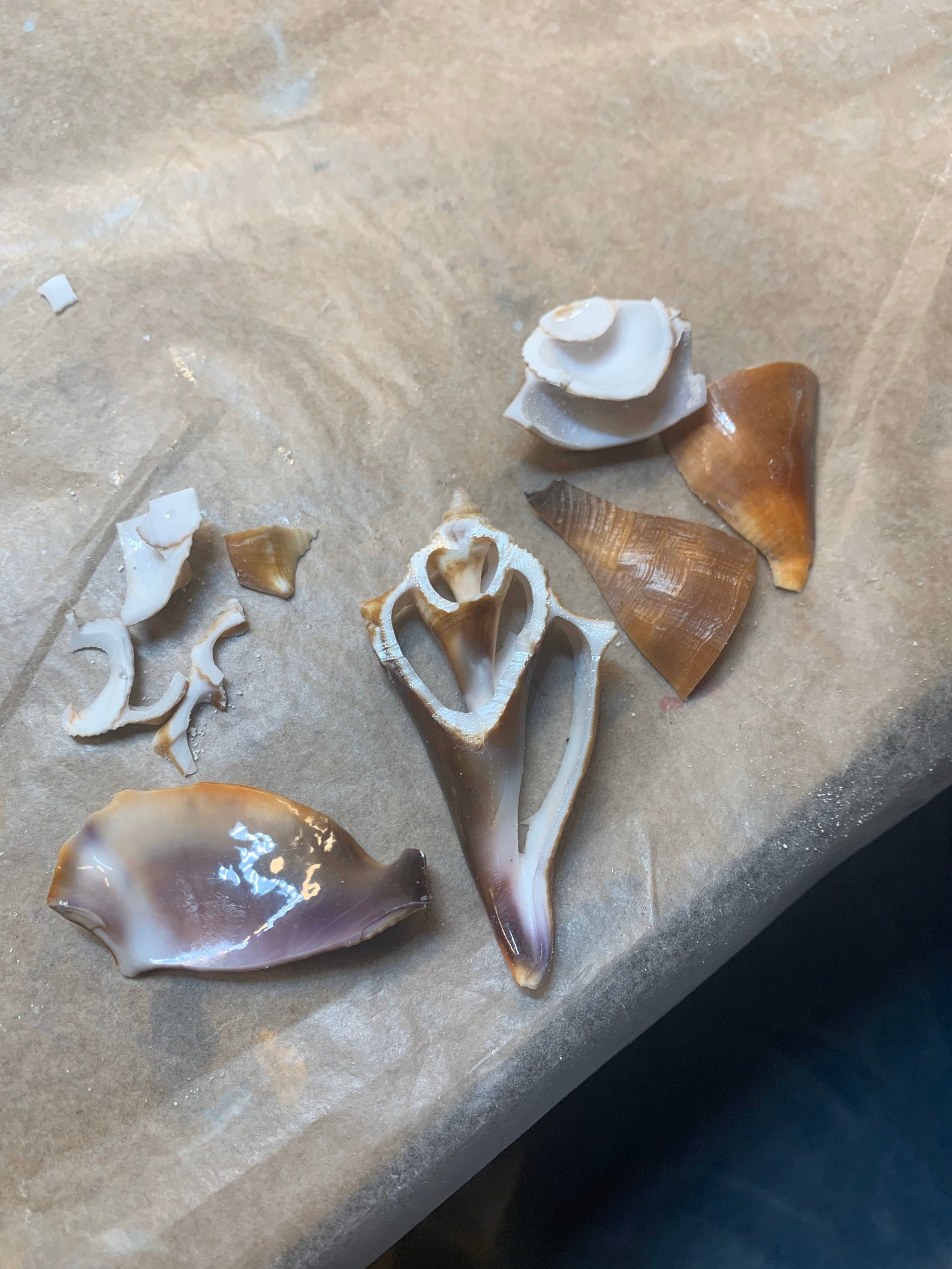 Hand Carved Florida Fighting Conch Shell Necklace - Etsy