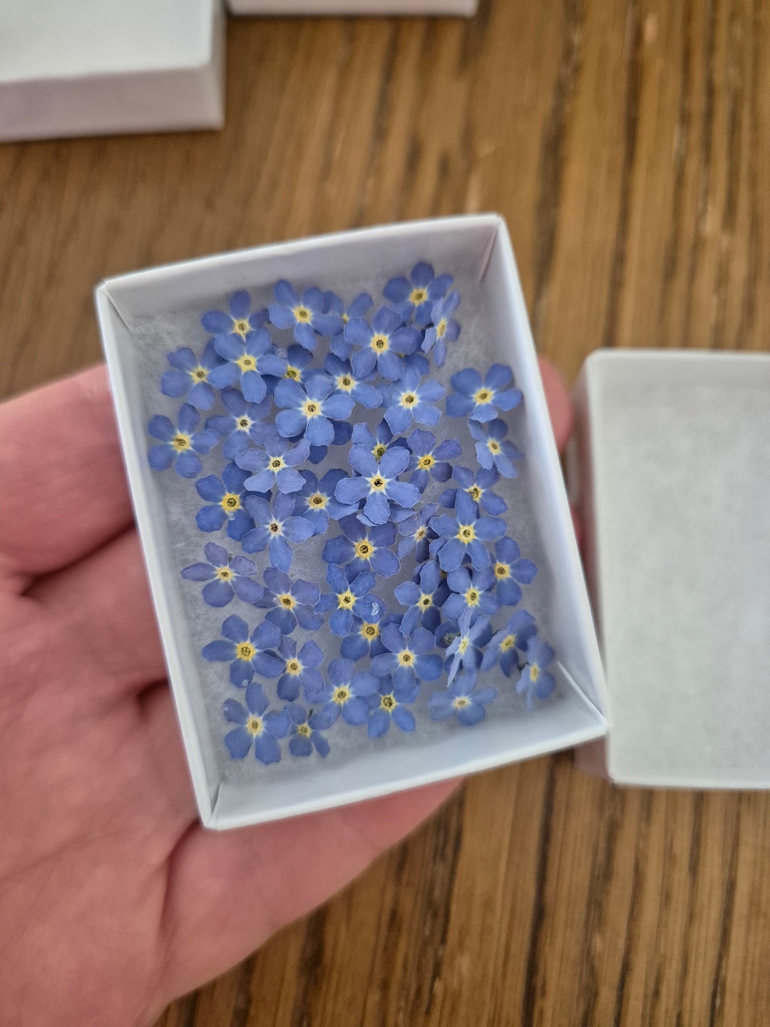 Dried Forget Me Not Flowers 50/100 Pcs for Resin Jewelry in Small Box ...