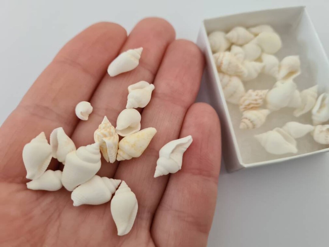 Tiny White Sea Shells 35 Pcs for Resin Craft. - Etsy