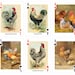 Chicken Playing Card Deck, 55 Unique Vintage Illustrations - Etsy