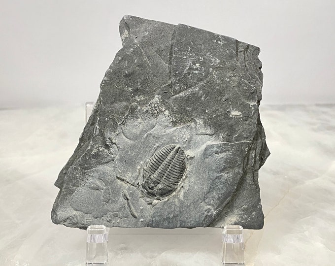Genuine Trilobite Fossil in Black Slate Slab, Natural Utah Trilobite ...