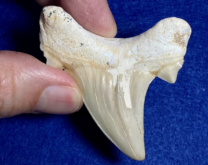 29.9g, 2.07”, Real Shark Fossil Tooth, Authentic Prehistoric Shark ...