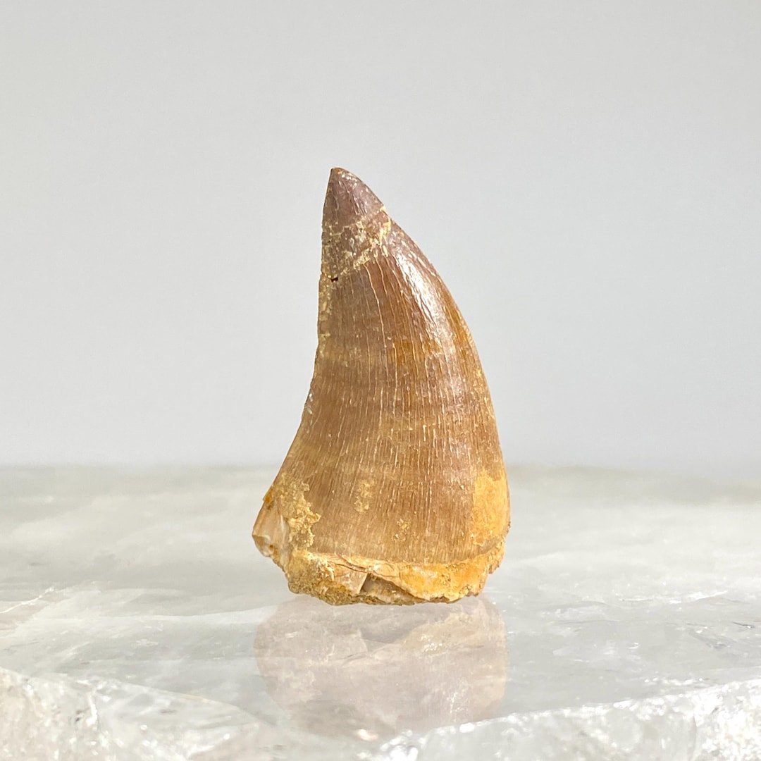 Real Mosasaur Fossil Tooth, Authentic Dinosaur Tooth, Fossil Mosasaur ...