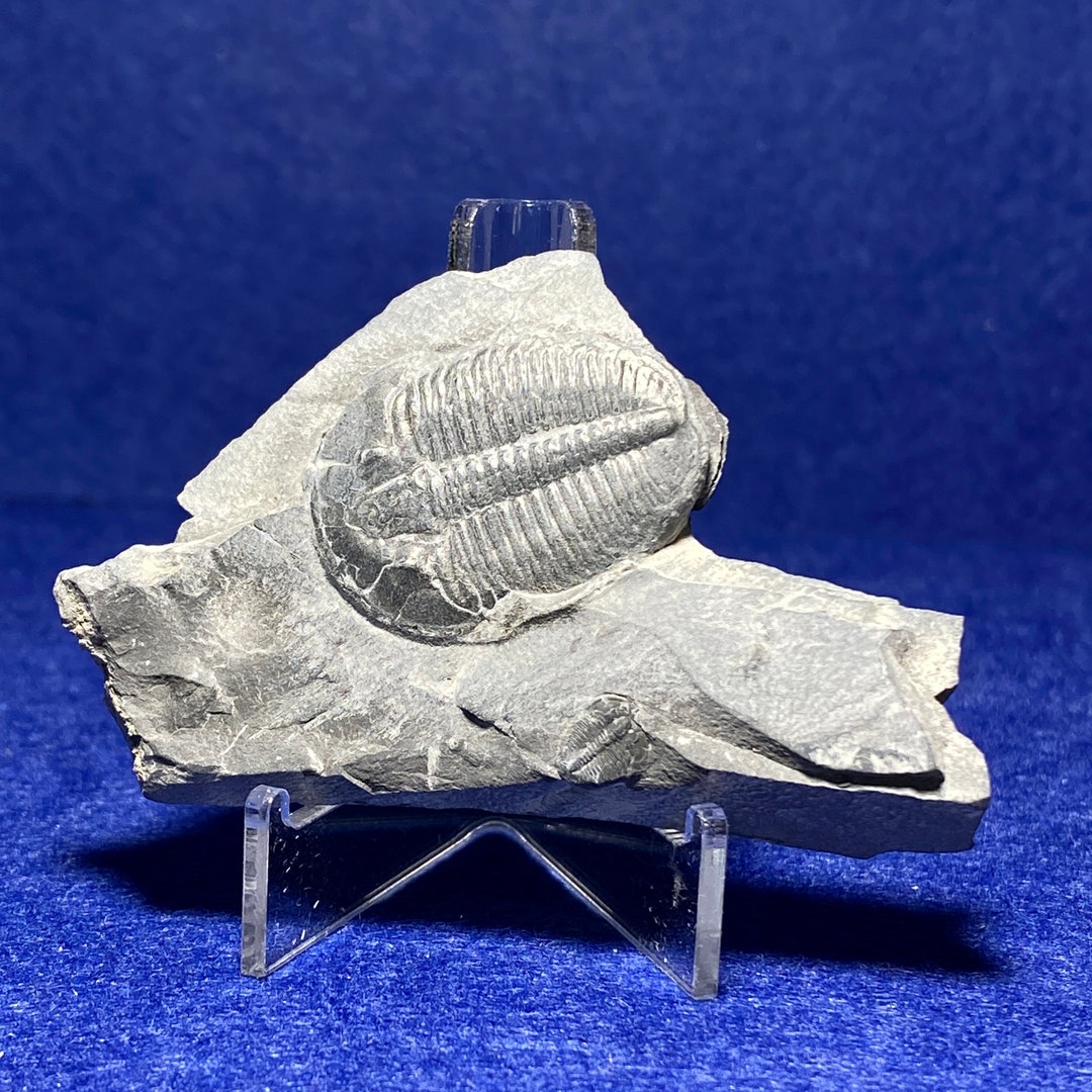 Genuine Trilobite Fossil in Black Slate Slab, Natural Utah Trilobite ...