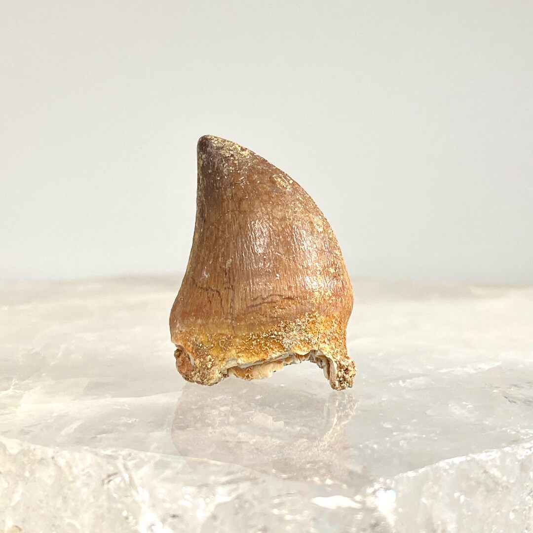 Real Mosasaur Fossil Tooth, Authentic Dinosaur Tooth, Fossil Mosasaur ...