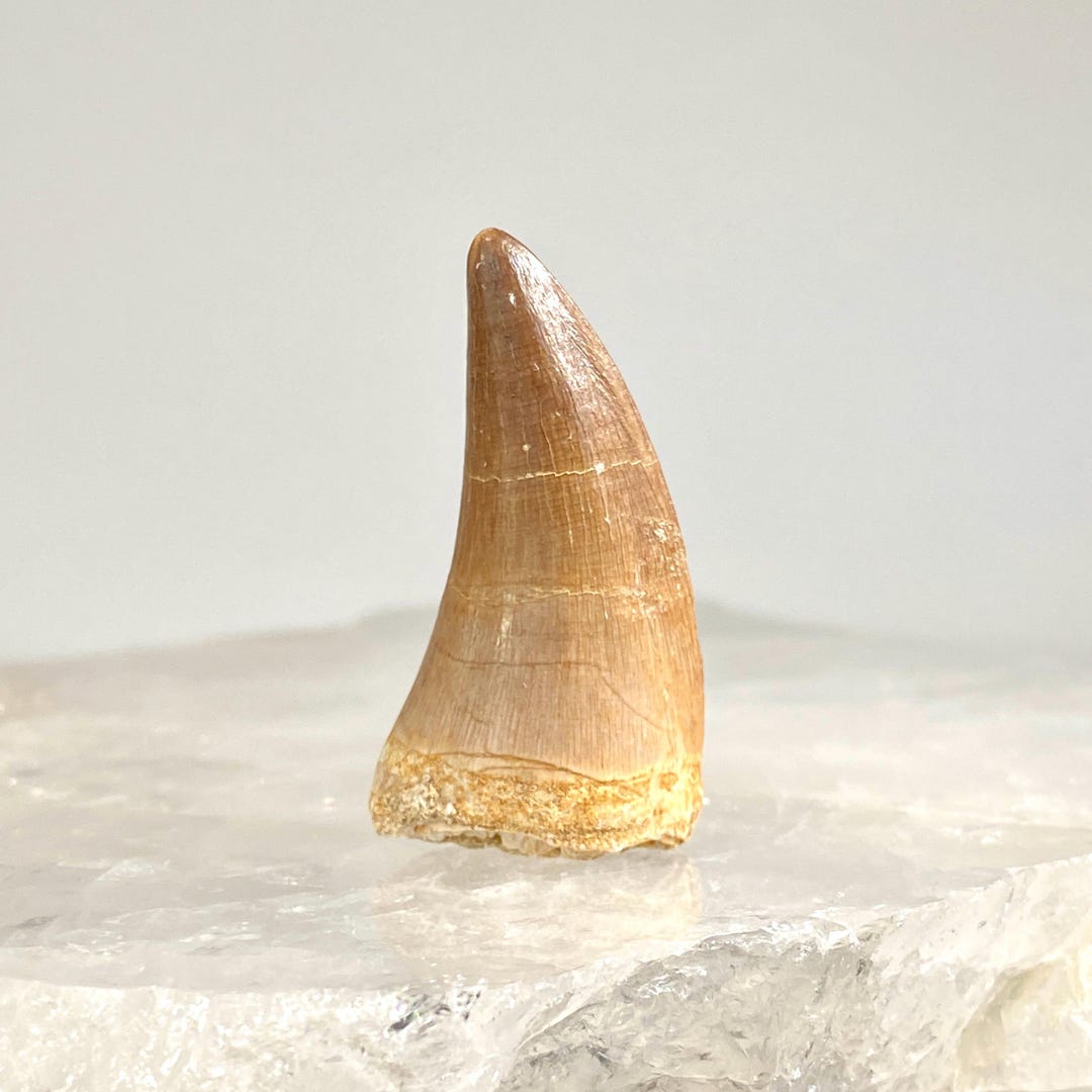 Real Mosasaur Fossil Tooth, Authentic Dinosaur Tooth, Fossil Mosasaur ...