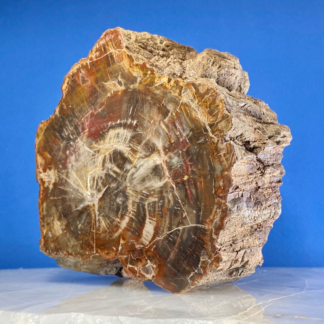 5.2"(l), 3.8 Lbs, Beautiful Petrified Wood Chunk, Petrified Wood Branch ...