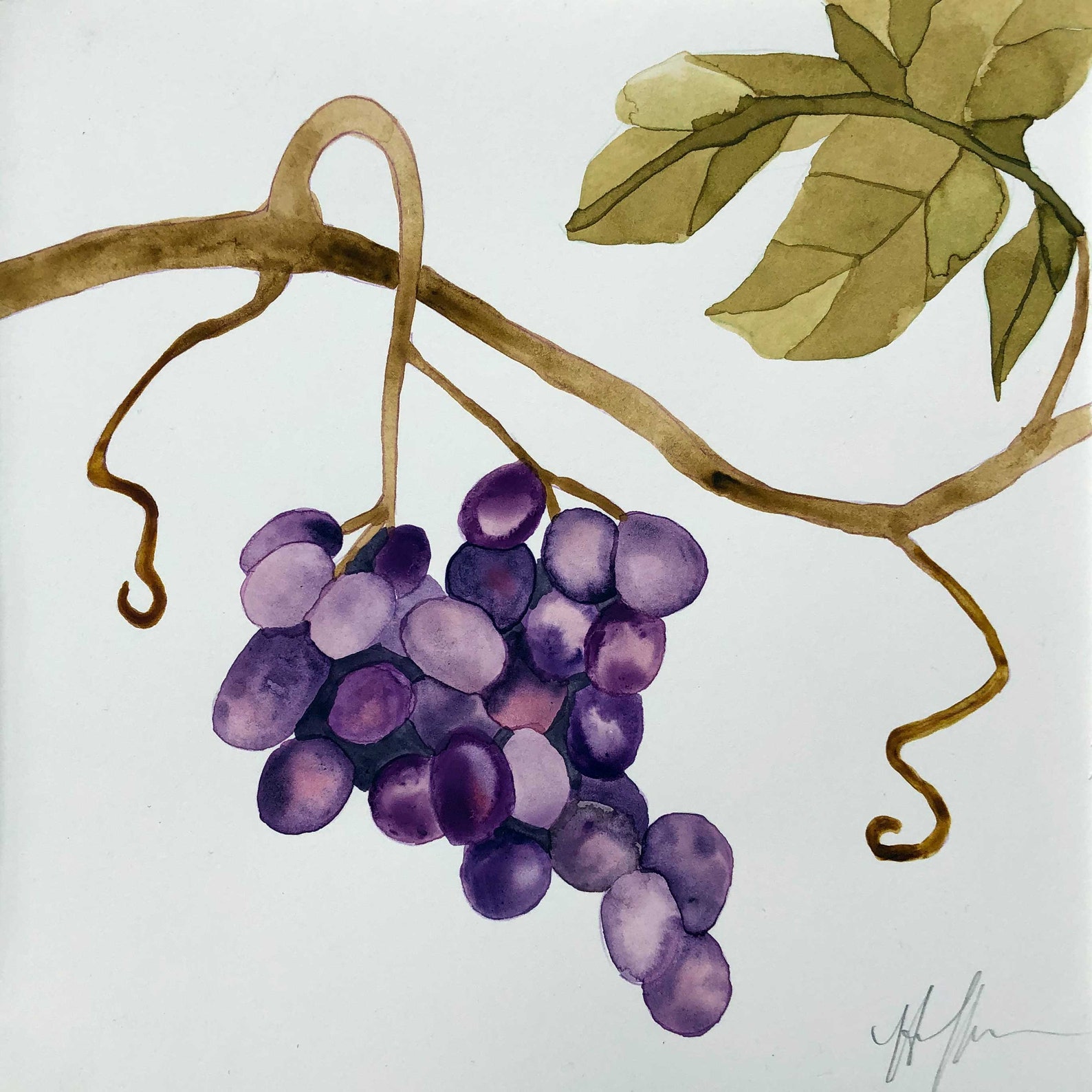 Botanical Wall Art, Watercolor Grapes, 8x8 Grapevine Artwork. Original ...