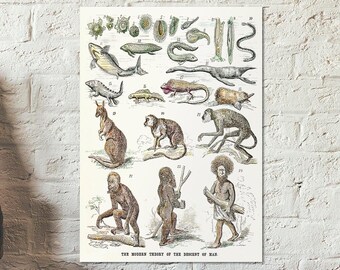 Human Evolution Poster - Etsy UK