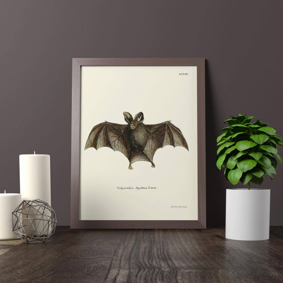 Bat Poster Asian Ghost Bat AKA the Lesser False Vampire Bat | Etsy