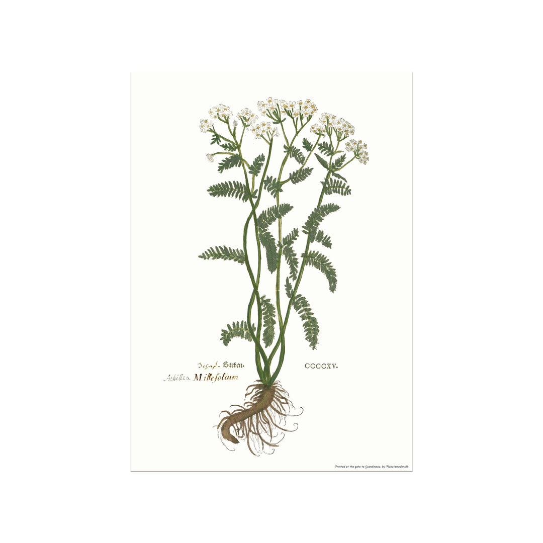 Yarrow Drawing - Achillea Millefolium - Middel Age Art - Renaissance ...