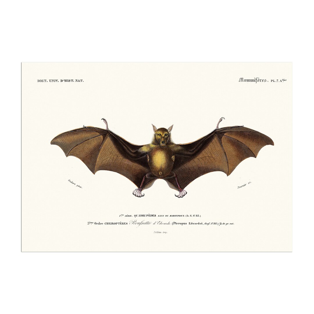 Vintage Indian Flying Fox Poster - Greater Indian Fruit Bat - Pteropus ...