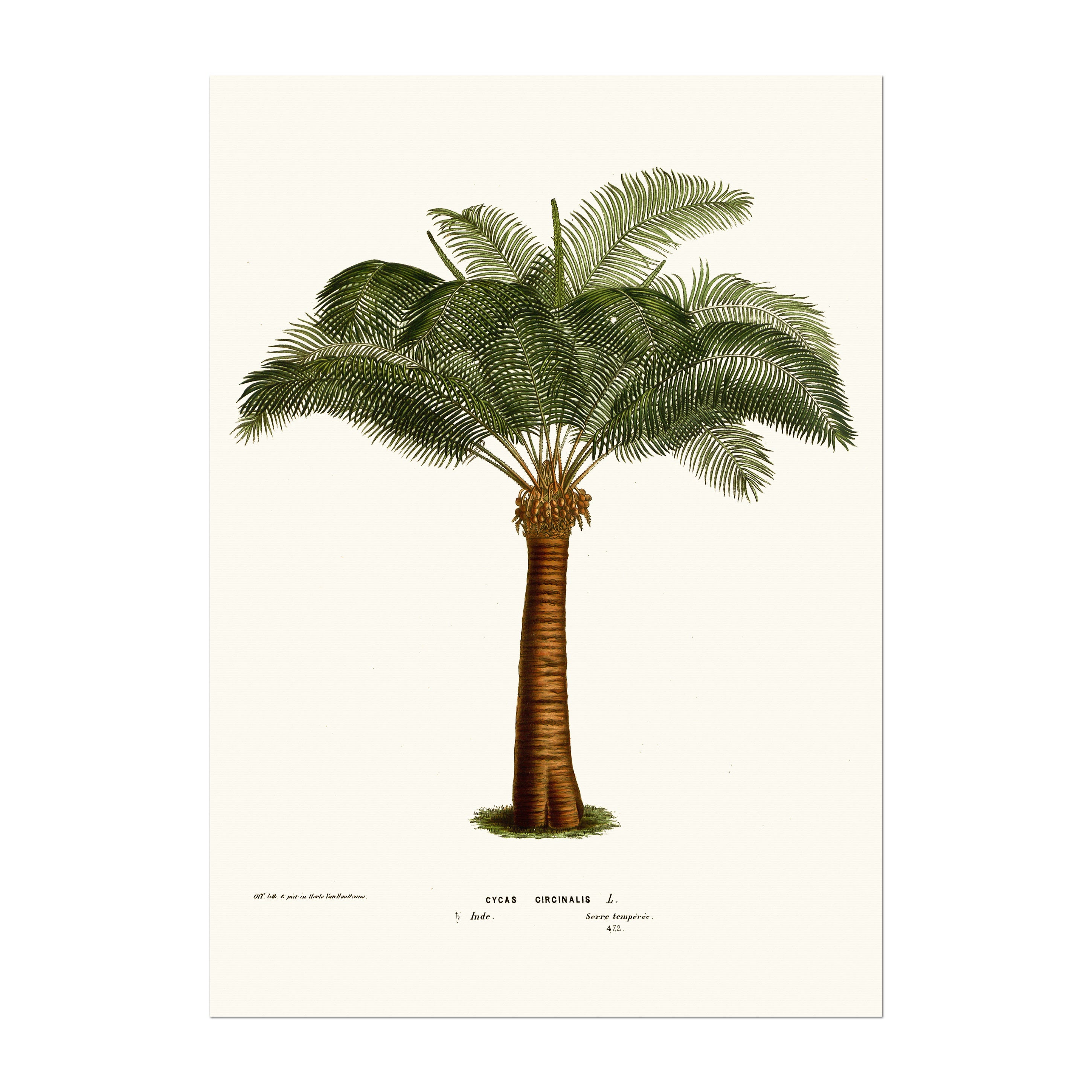 Cycas Macrocarpa