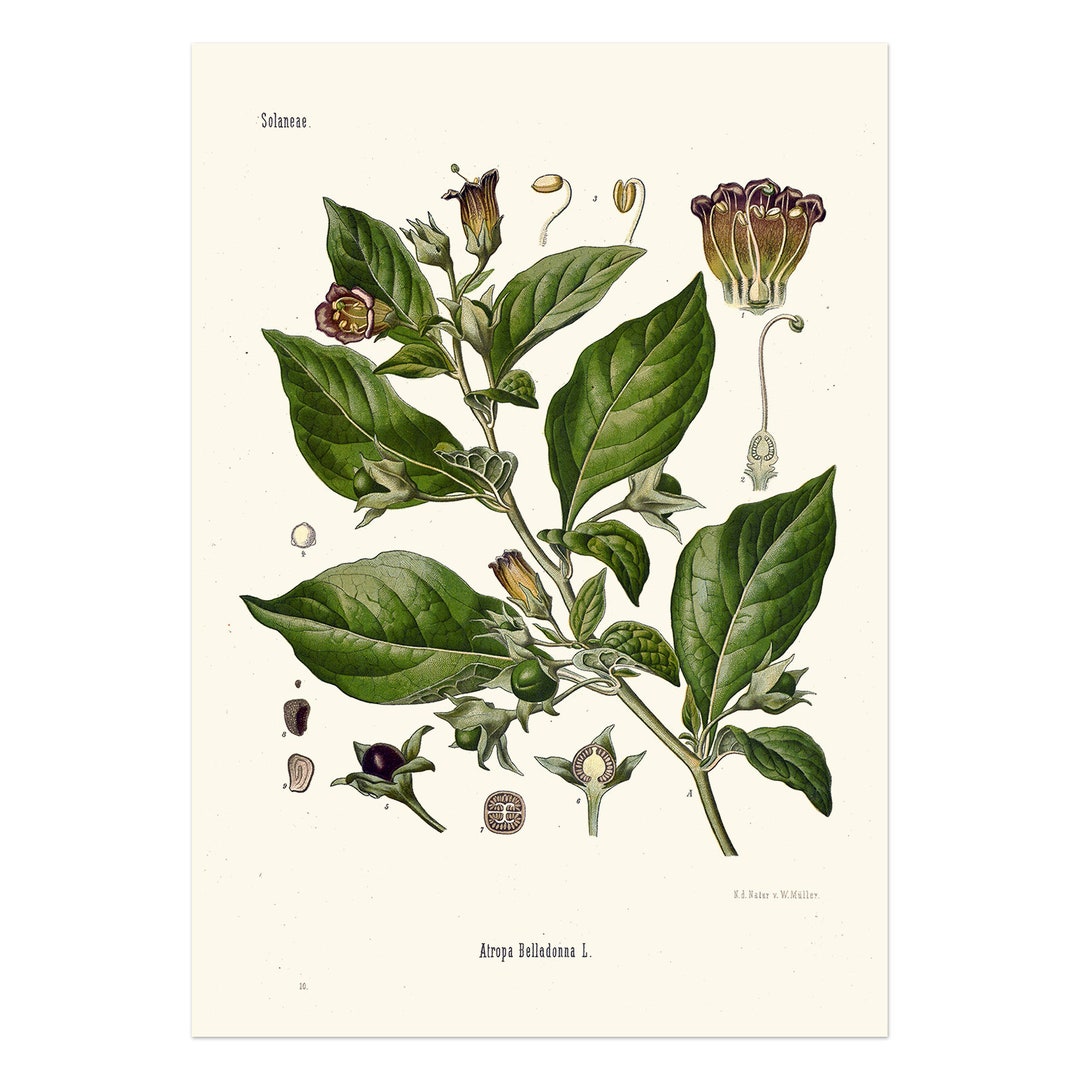 Vintage Deadly Nightshade Print - Atropa Belladonna Poster - Old Botany ...
