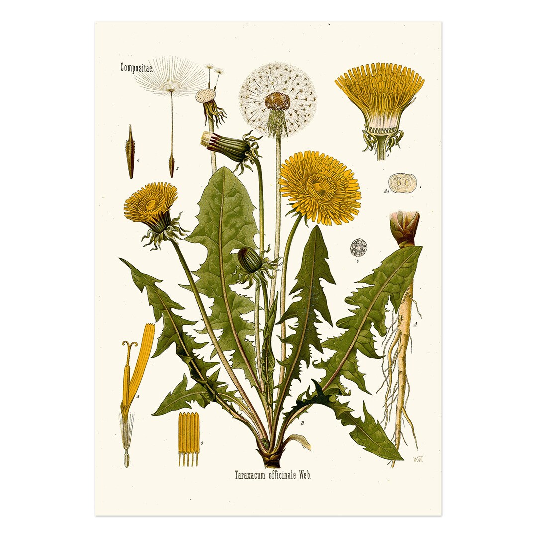 Retro Dandelion Poster - Vintage Botanical Herbal Print of the ...