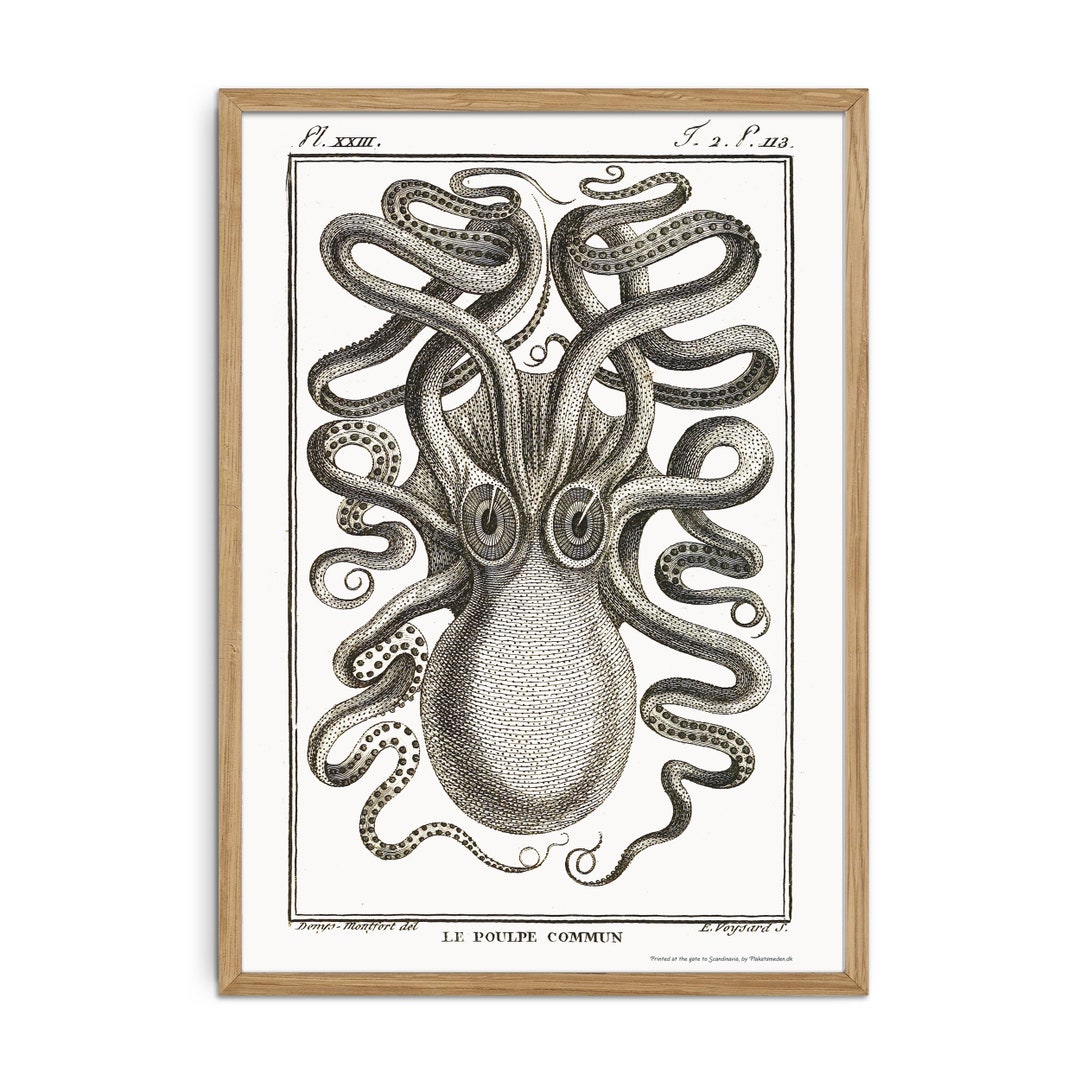 Beautiful Octopus Drawing From Old Book - Common Octopus - Octopus ...