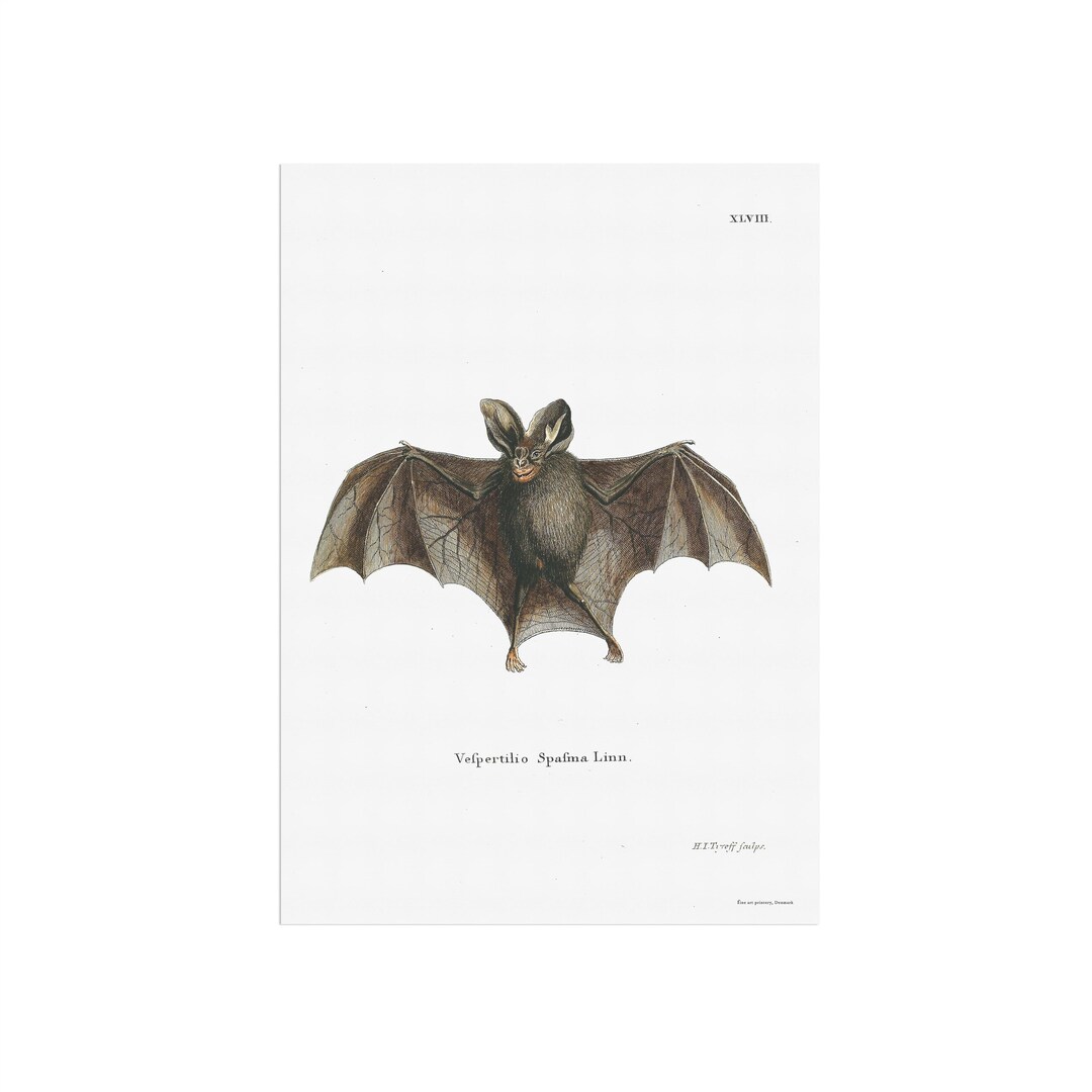 Bat Poster - Asian Ghost Bat AKA the Lesser False Vampire Bat ...