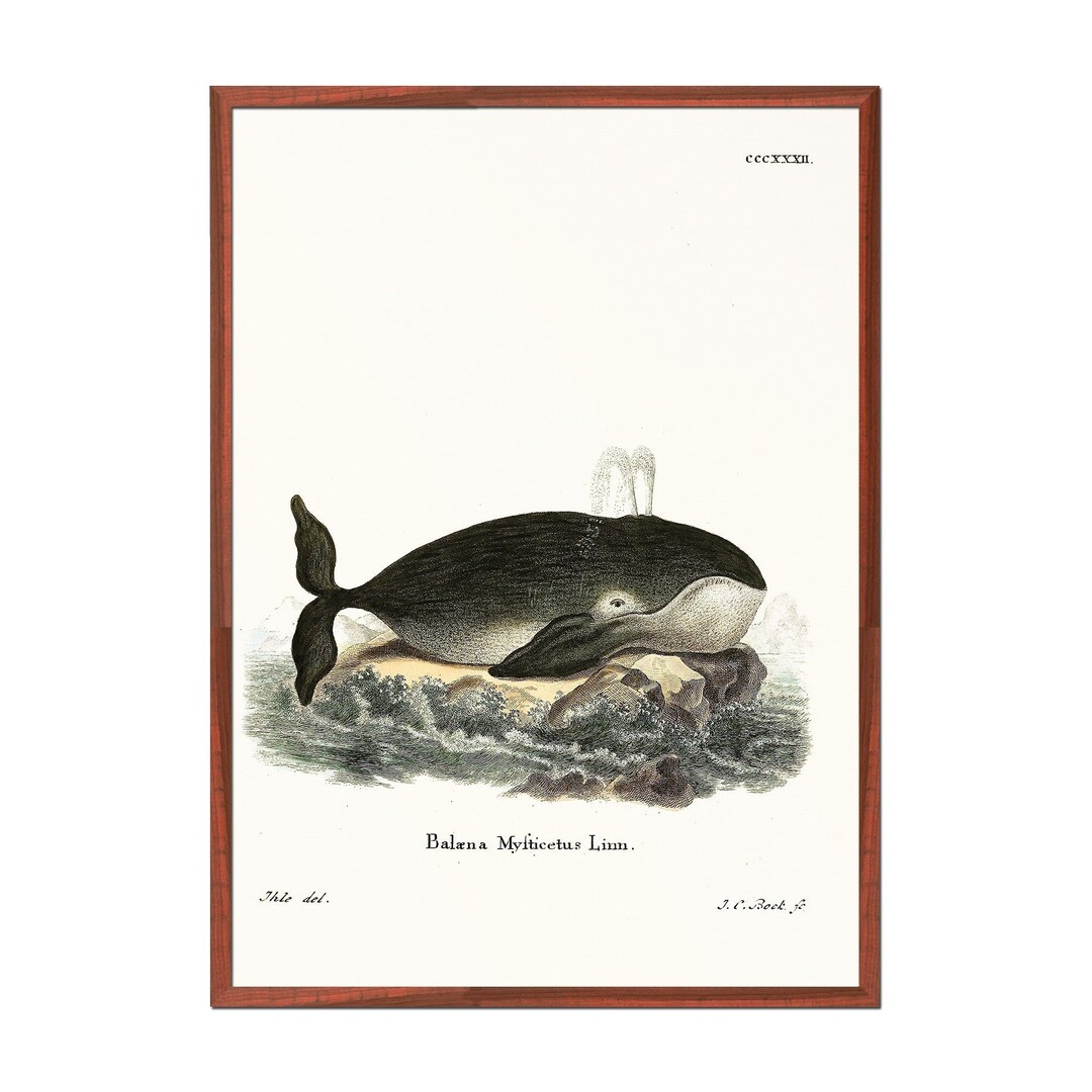 Vintage Bowhead Whale Drawing Illustration Poster From Old - Etsy