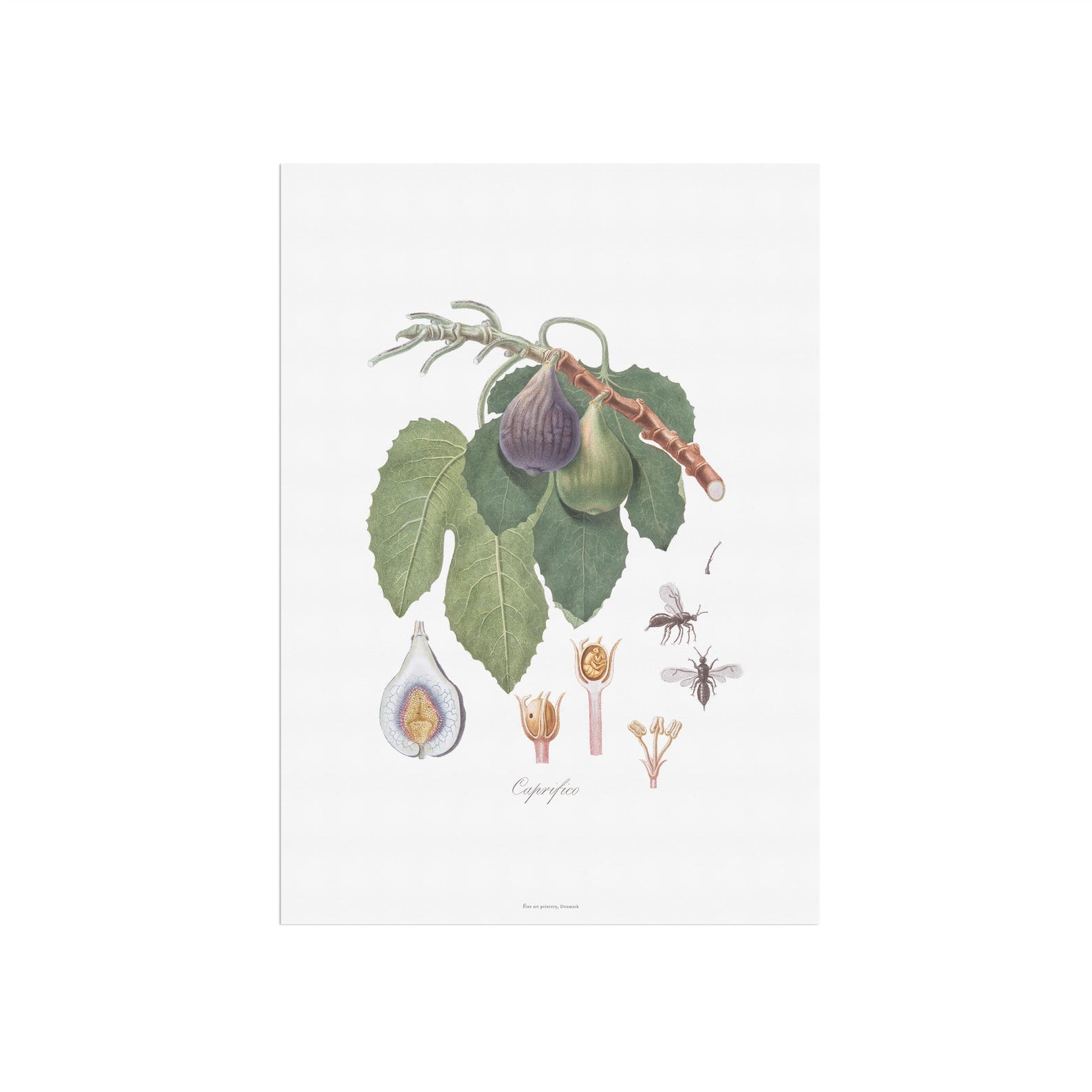 Vintage Fig Print, Unframed in Multiple Sizes - Caprifig & Fig Wasp ...