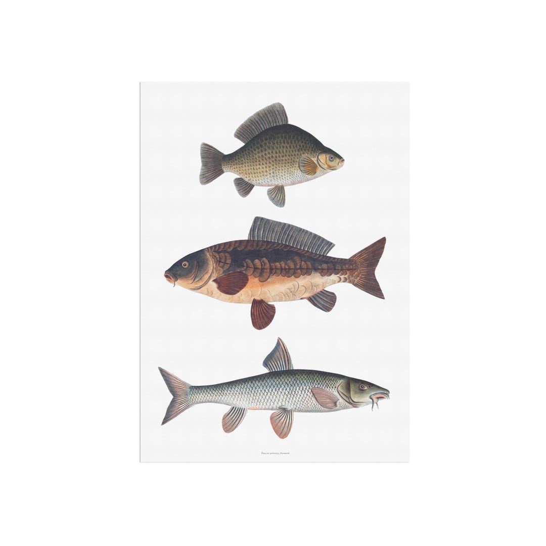 Vintage European Carp Fish Print | Crucian Carp, Common Carp, Barbel ...
