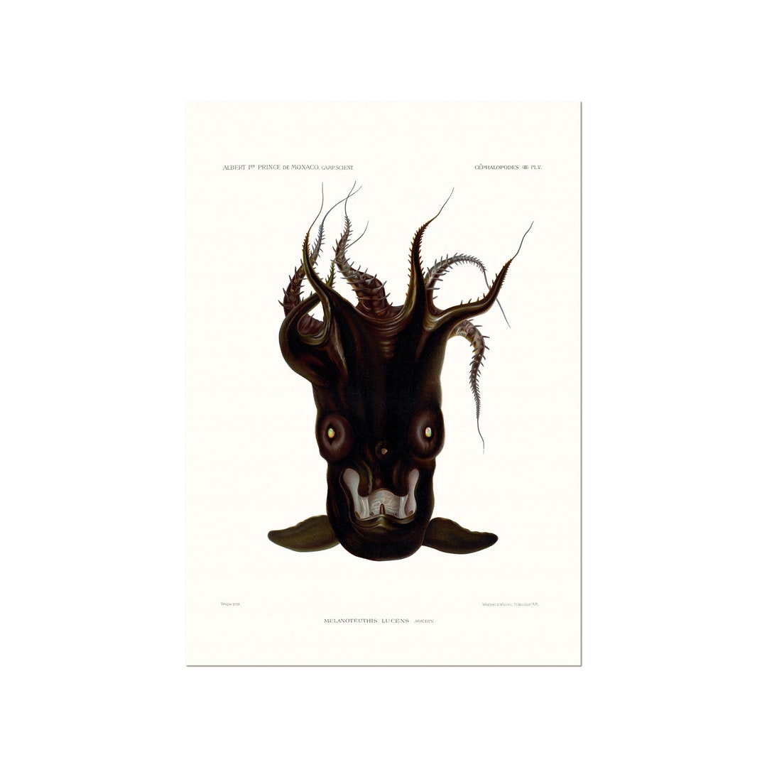 Vampire Squid Vintage Drawing Poster - Vampyroteuthis Infernalis - Sea ...