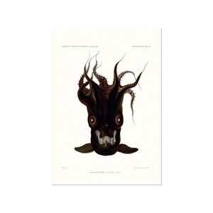 Vampire Squid Vintage Drawing Poster - Vampyroteuthis Infernalis - Sea ...