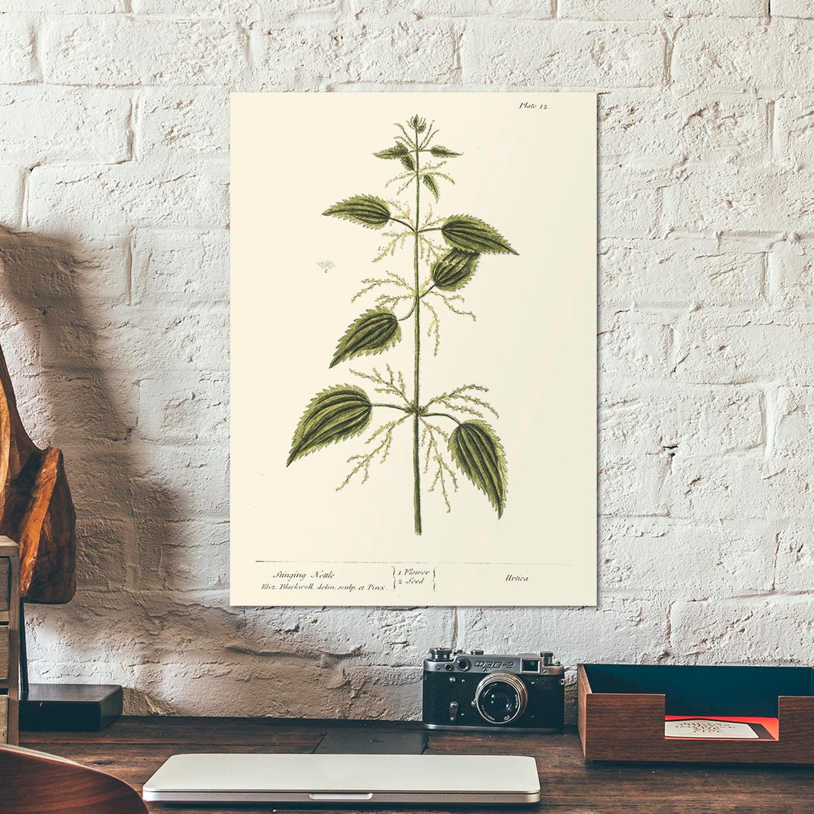 Stinging Nettle From A Curious Herbal Herbal Print Common - Etsy