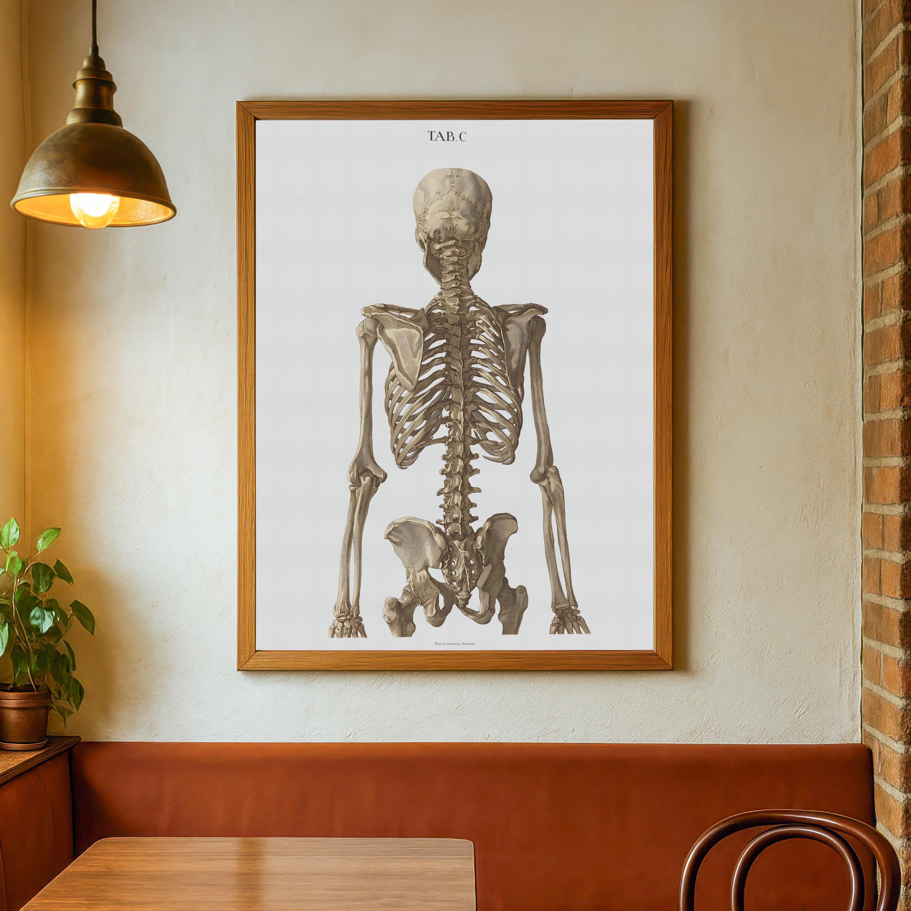 Vintage Skeleton Back View Drawing From Old 1767 Book on Human Anatomy ...
