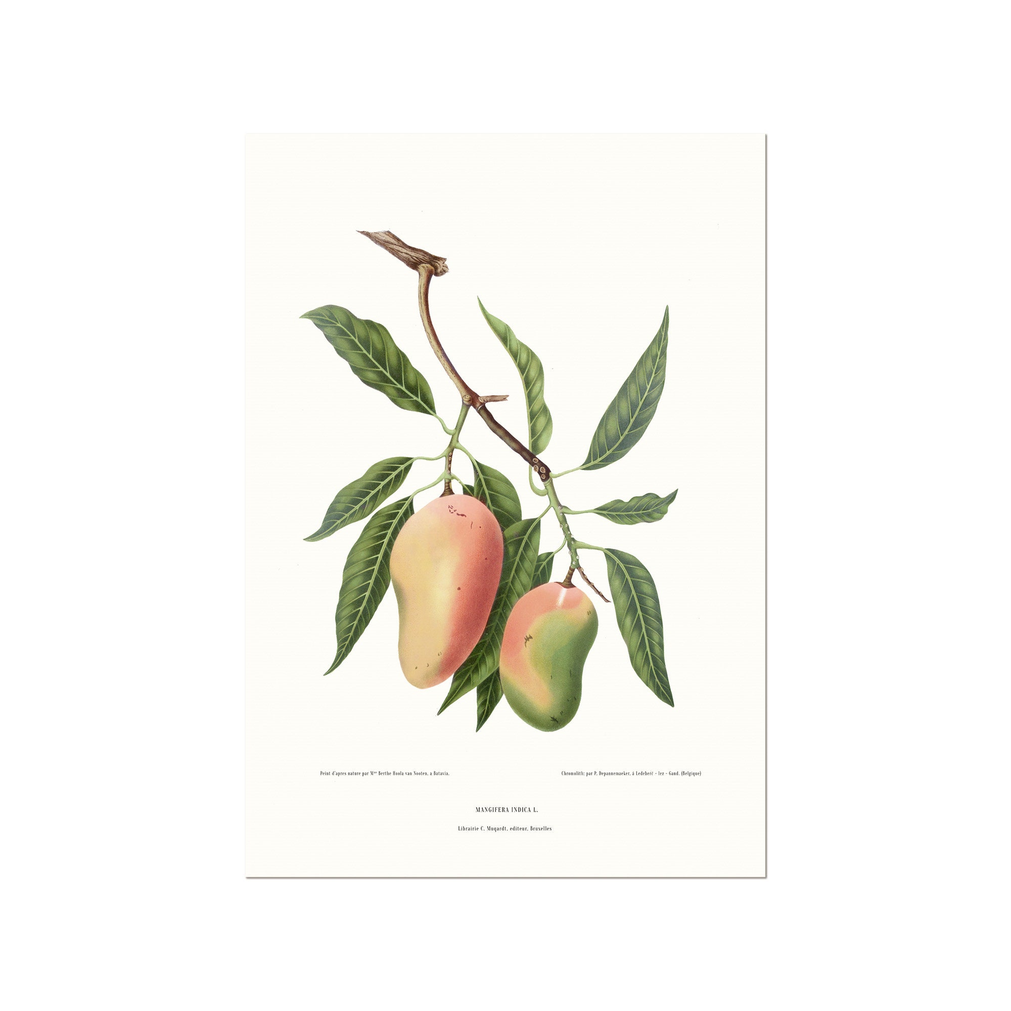 Botanical Mango Poster Mangifera Indica L Mango Fruit - Etsy