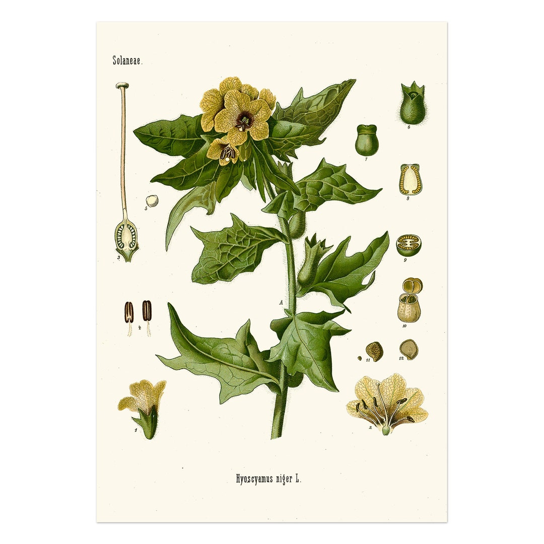 Print of Henbane Aka Black Henbane and Stinking Nightshade Vintage ...