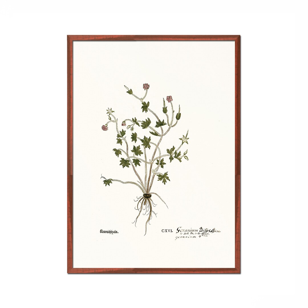 Cutleaf Geranium Geranium Dissectum Middel Age Art Botanical Herb Plant ...