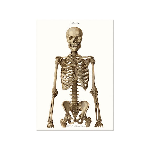 Beautiful Vintage Skeleton Torso Drawing From Old 1767 Book on - Etsy