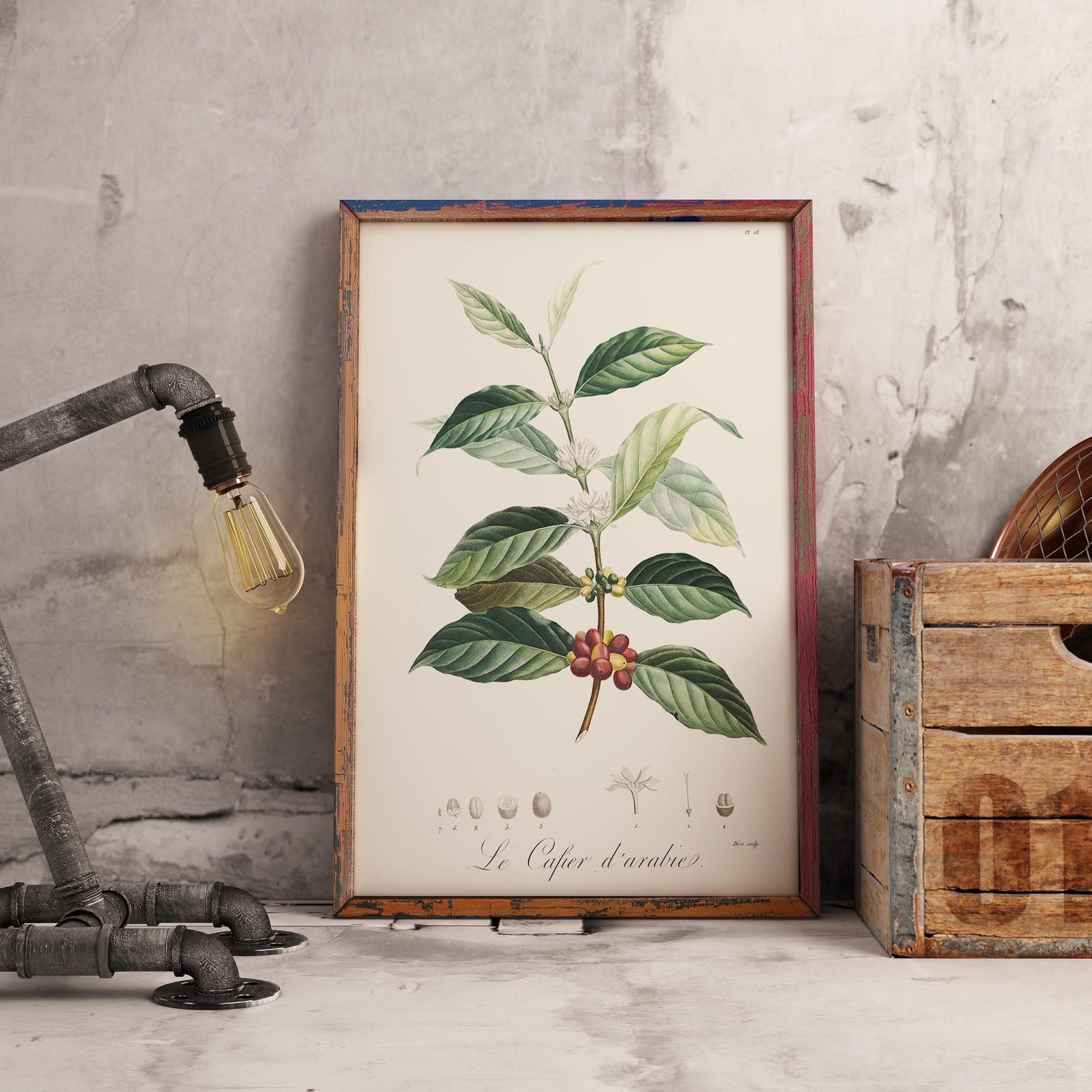 Vintage Coffee Poster Coffea Arabica Original From Old - Etsy