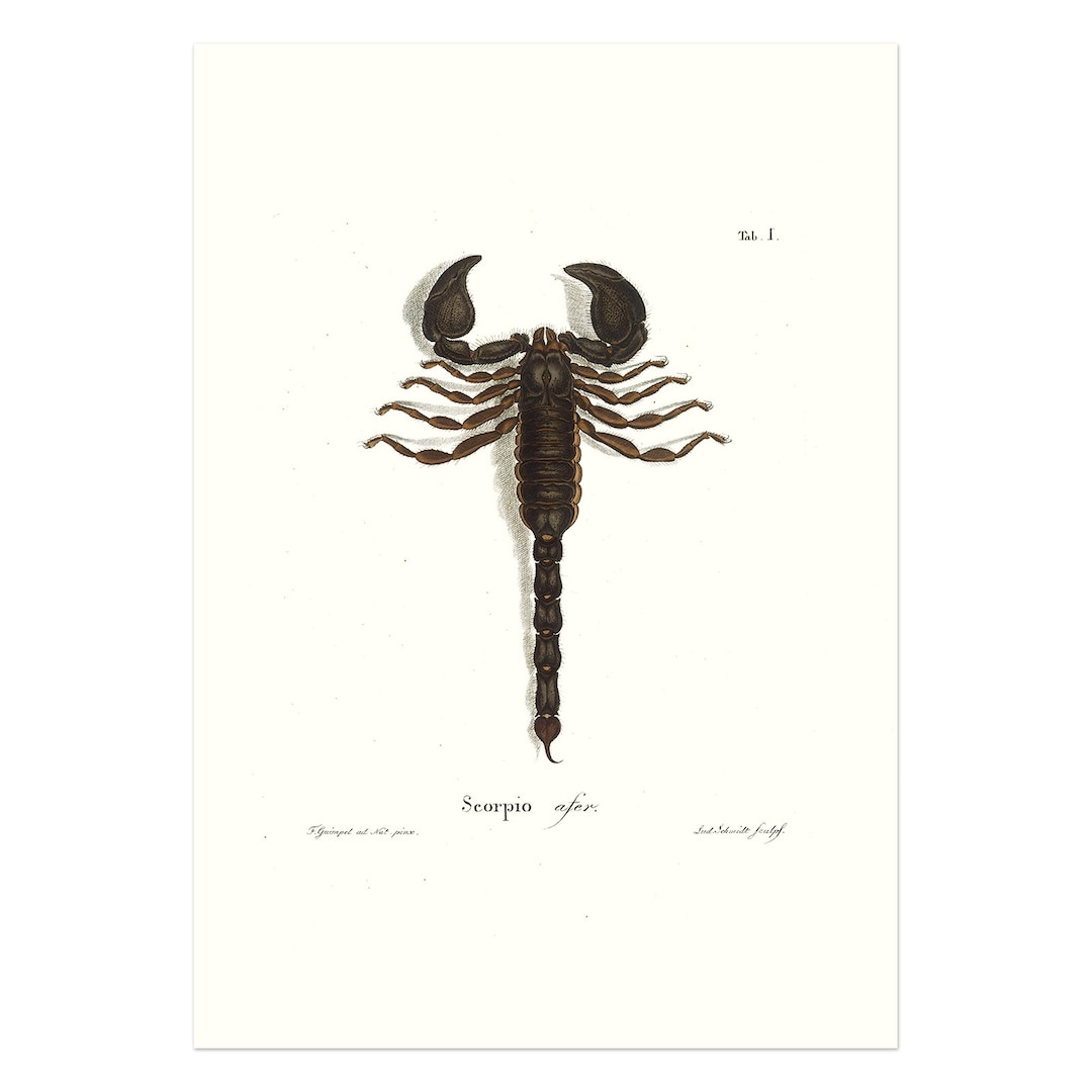 Vintage Scorpion Drawing Poster - Scorpio Afer. - Photographed and ...