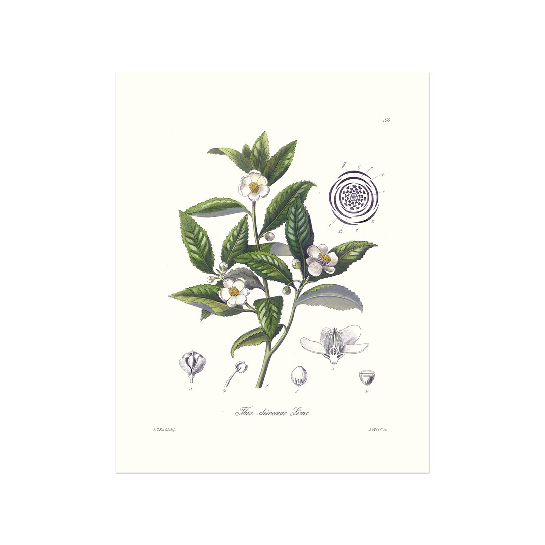 Vintage Tea / Cha Poster - Camellia Sinensis - Tea Plant Drawing From ...