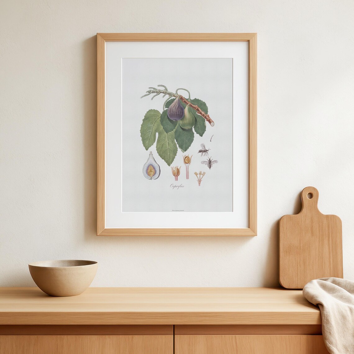 Vintage Fig Print, Unframed in Multiple Sizes - Caprifig & Fig Wasp ...