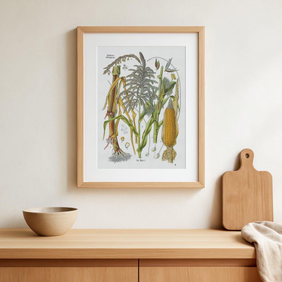 Vintage Corn Plant Print -maize - Zea Mays - Old Botanical Art - Köhler ...