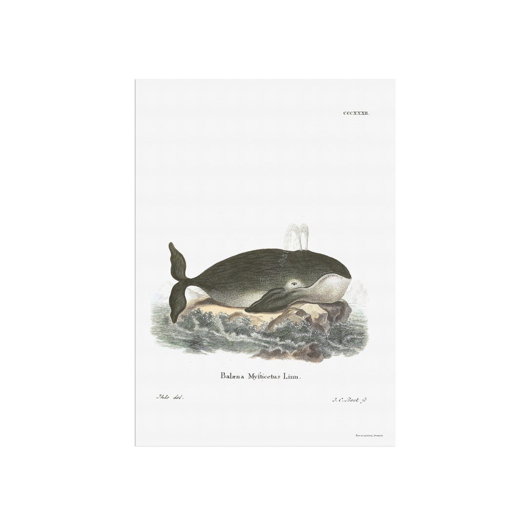 Vintage Bowhead Whale Drawing Illustration Poster From Old Book - Whale ...