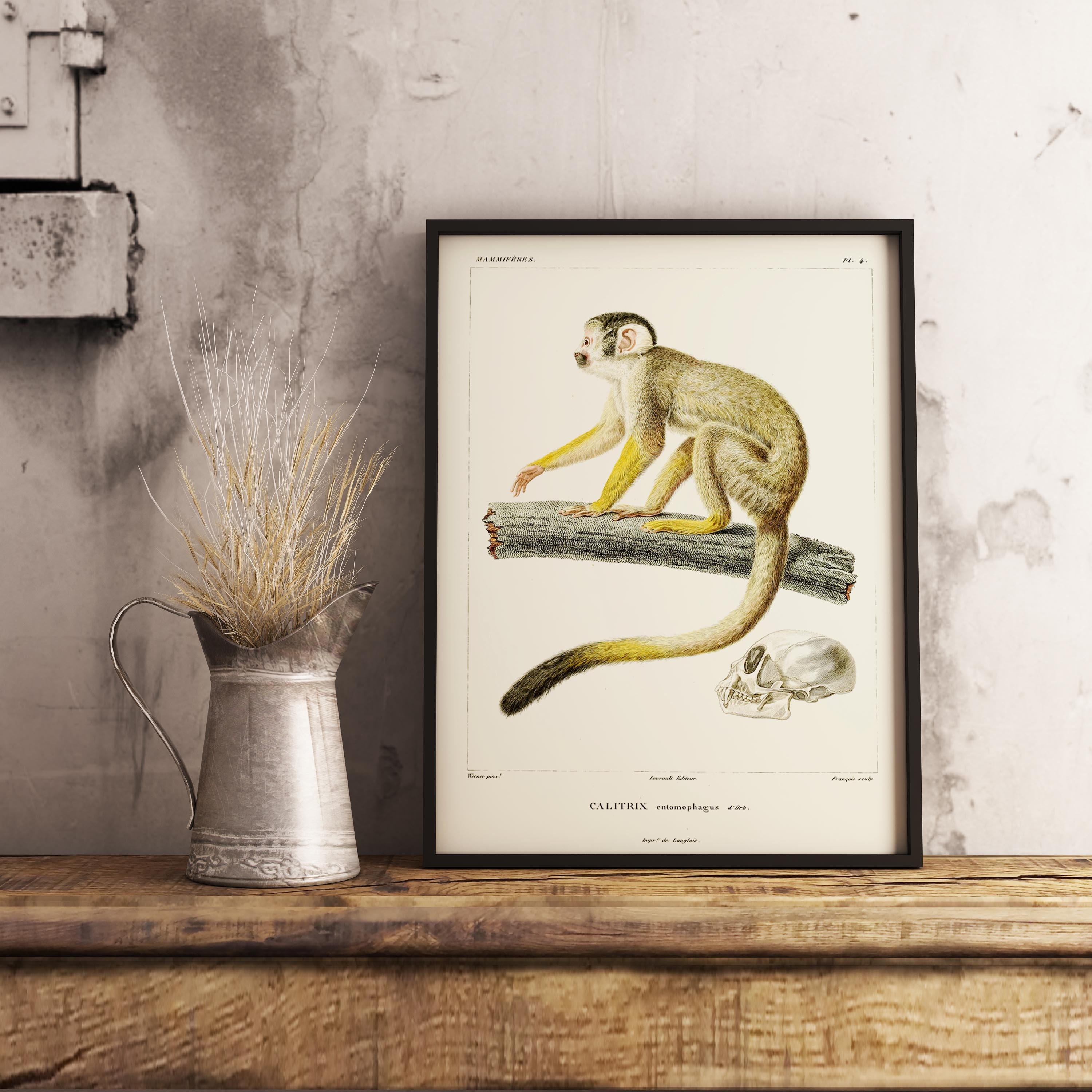 Beautiful Vintage Poster of a Squirrel Monkey Based on the - Etsy