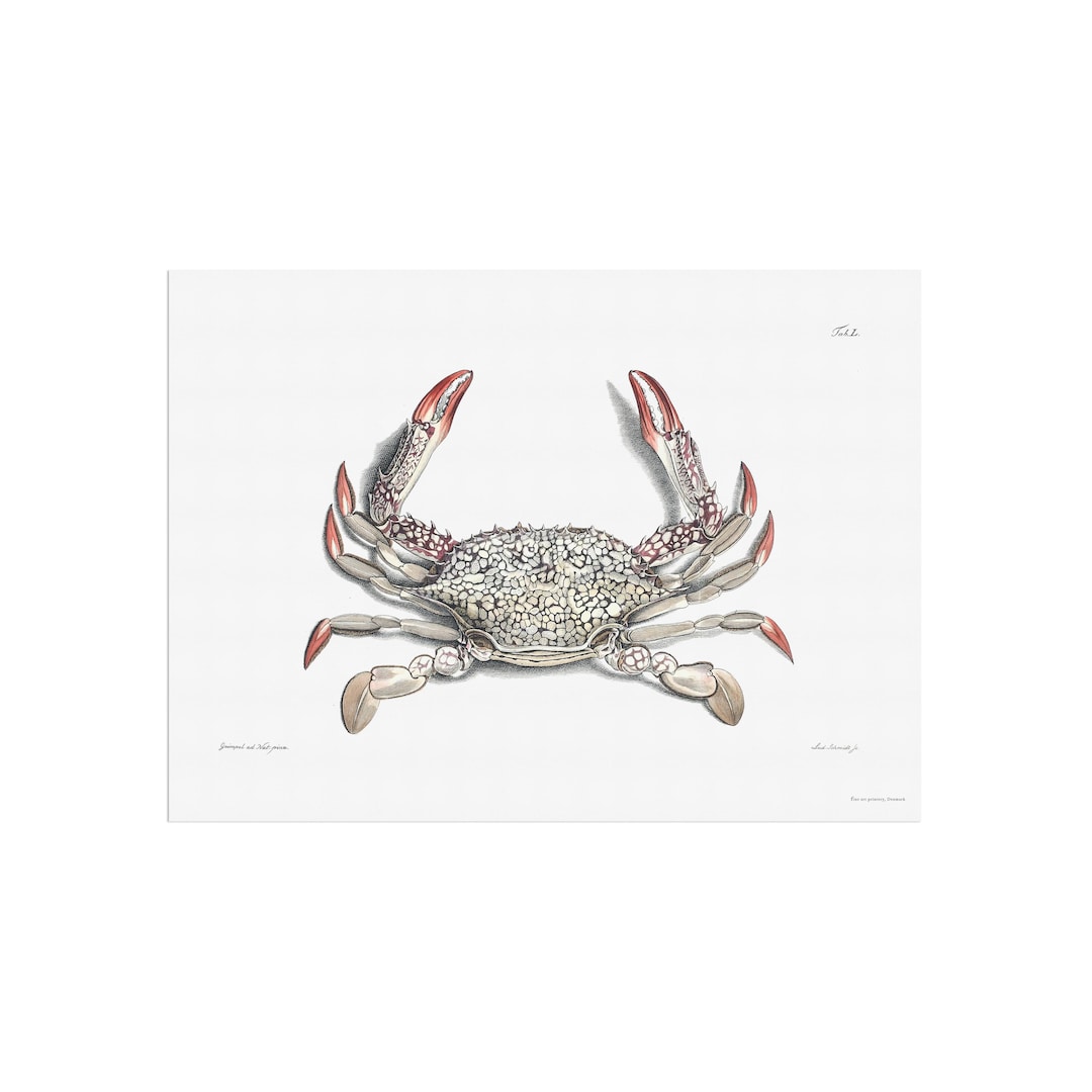 Beautiful Vintage Crab Poster - Portunus Reticulatus - Cancer ...