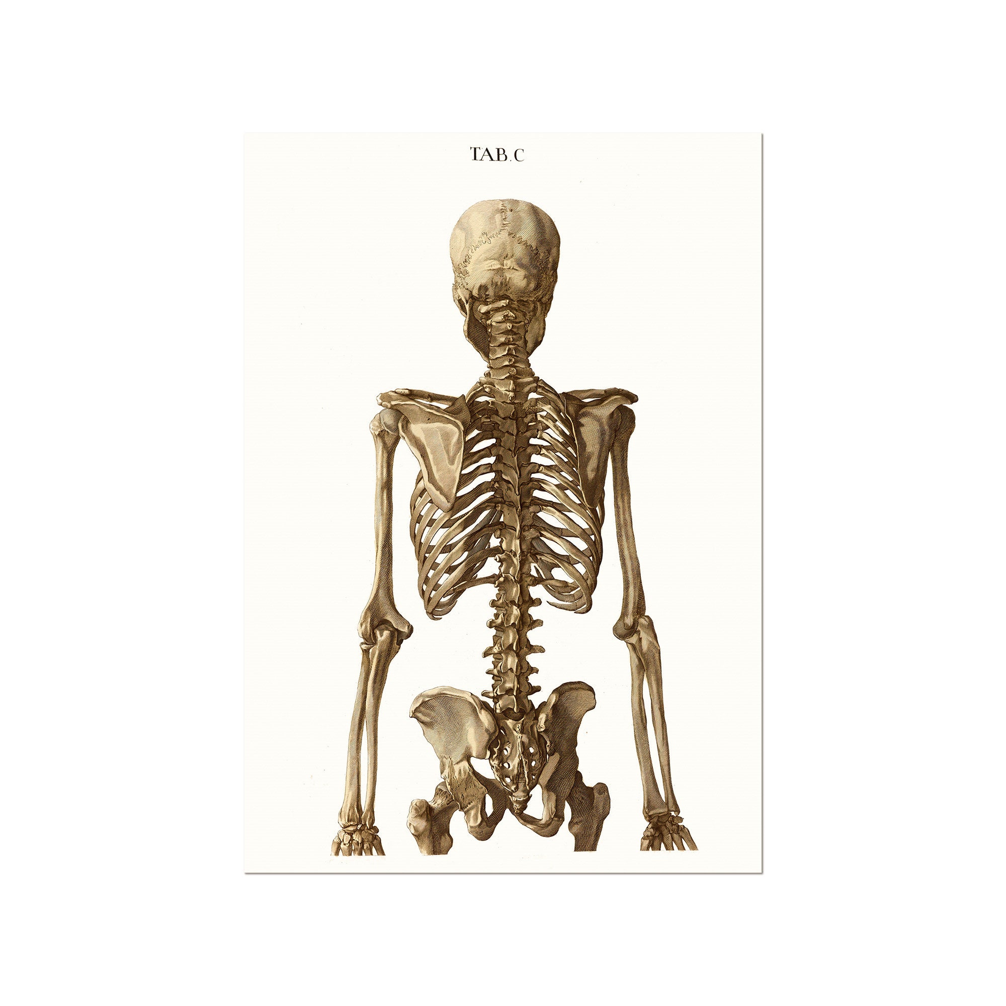 Human Skeleton Drawing Back